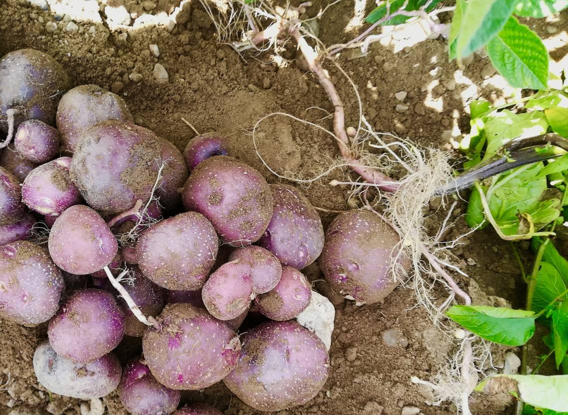 Potato Freeka / Inspired by Tom | Open Source Seeds